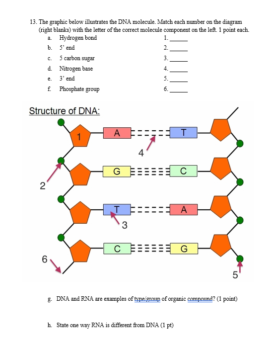 Solved 13. ﻿The graphic below illustrates the DNA molecule. | Chegg.com