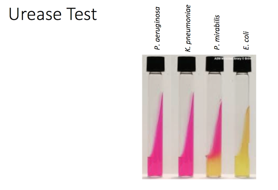 Solved Exercise 5: Clinical Test of Gram-Negative | Chegg.com