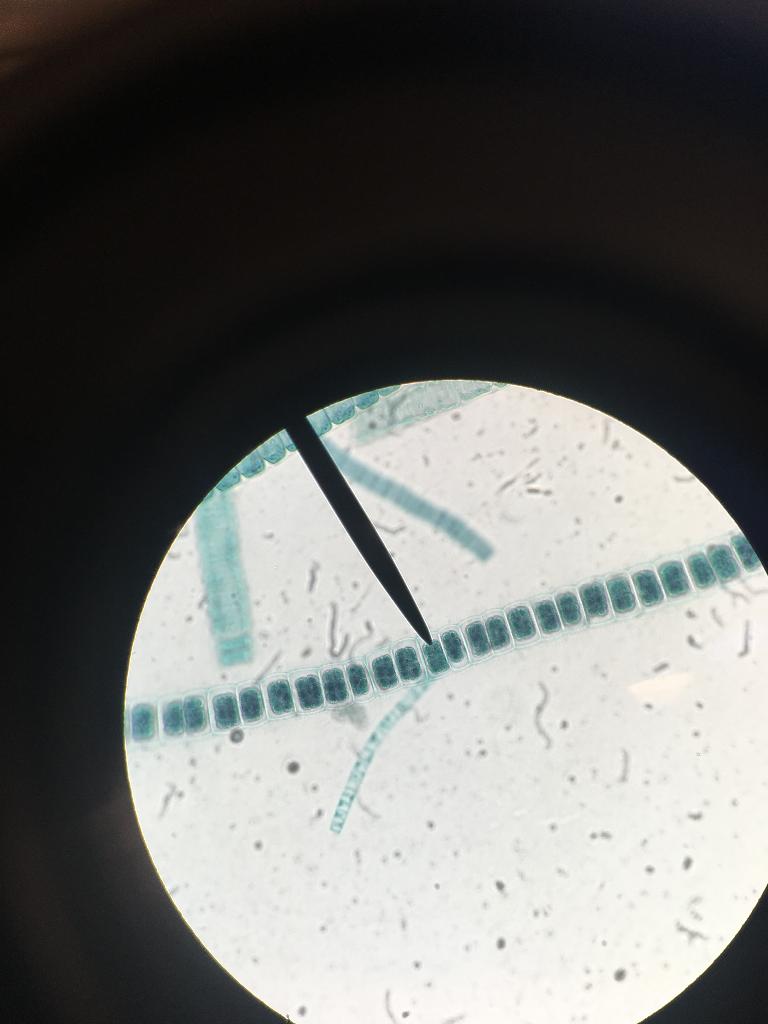 Solved Paramecium Ulothrix Claviceps purpurea | Chegg.com