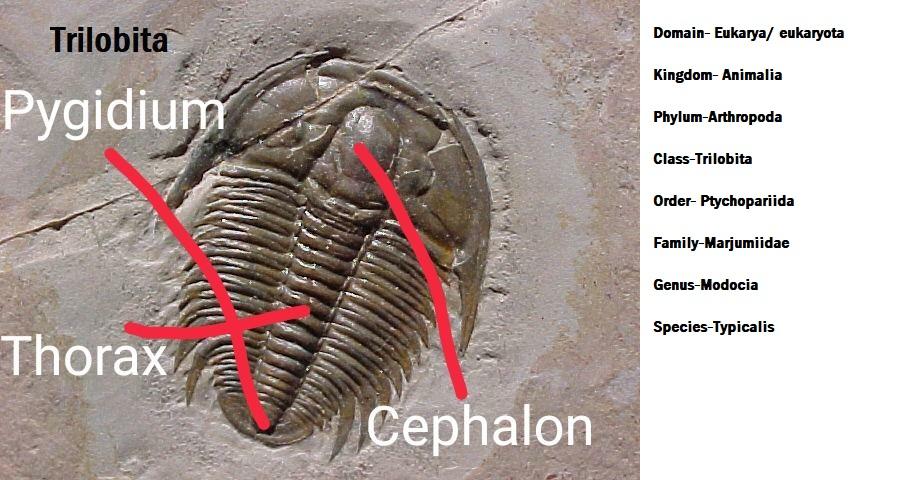 Solved Trilobita Domain-Eukarya/ eukaryota Kingdom-Animalia | Chegg.com