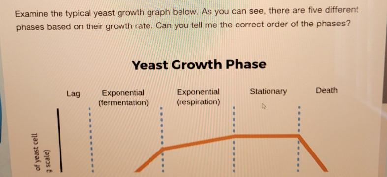 Solved Examine the typical yeast growth graph below. As you | Chegg.com