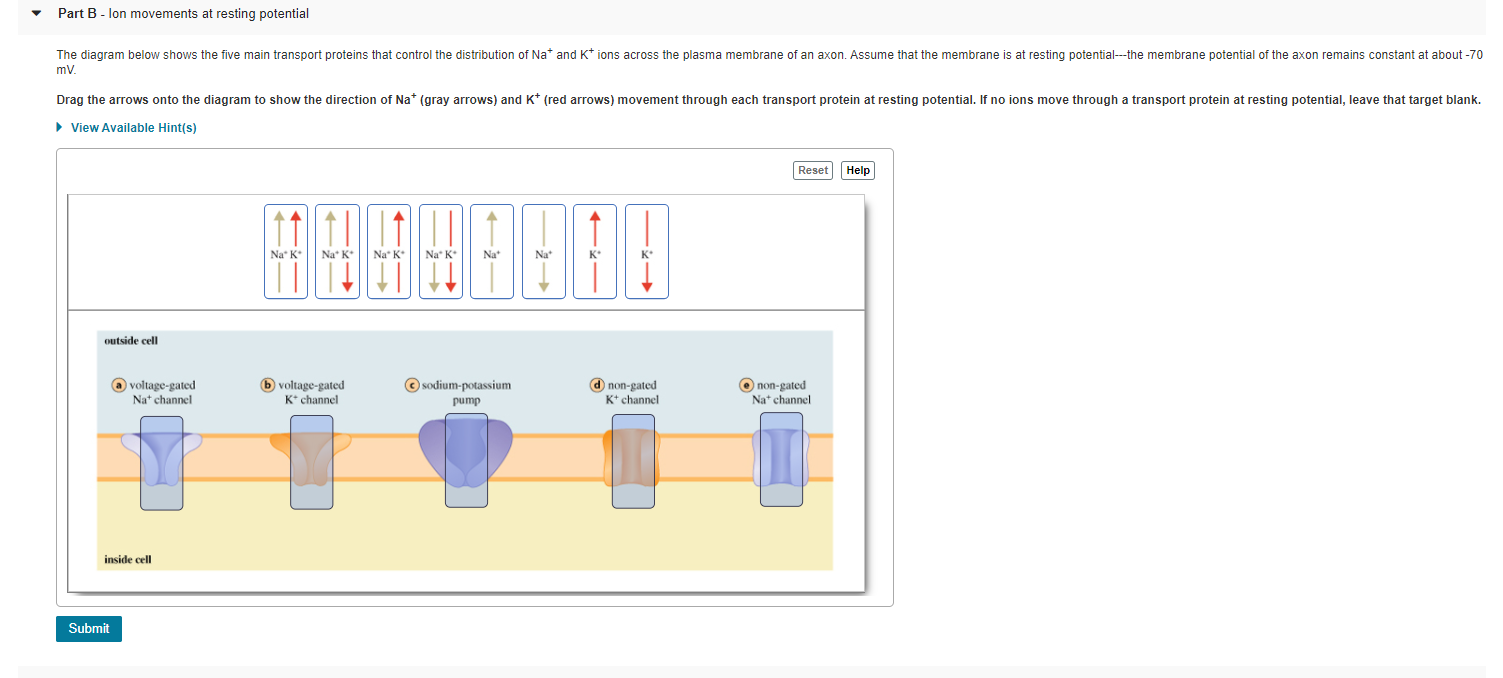 Solved Part B - Ion movements at resting potential The | Chegg.com