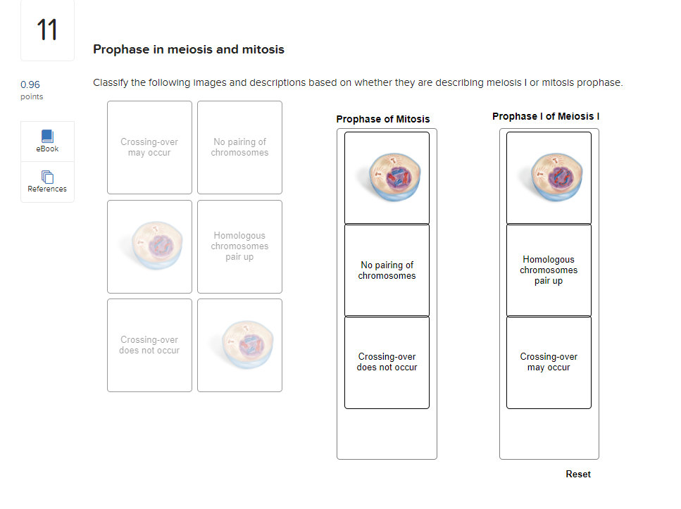 Solved 11 Prophase in meiosis and mitosis Classify the | Chegg.com