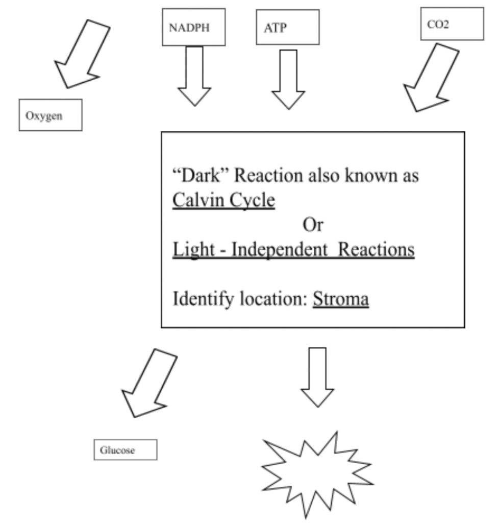 Solved Part D. Fill in the diagram showing photosynthesis | Chegg.com