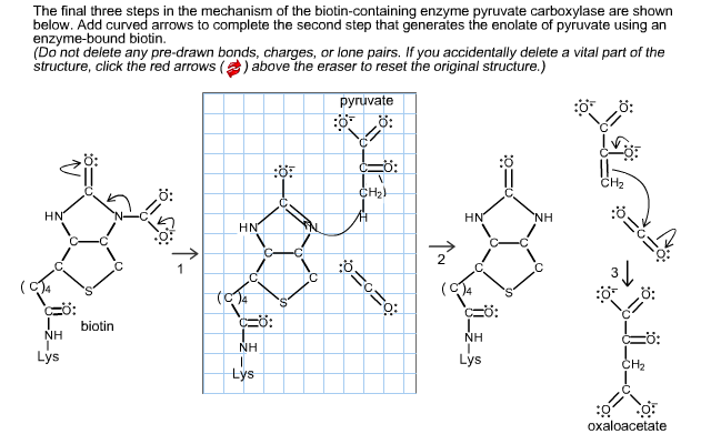 Pyruvate Carboxylase Mechanism
