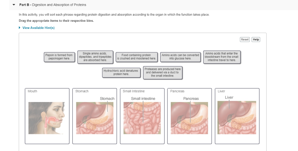 Solved Part B - Digestion and Absorption of Proteins In this | Chegg.com