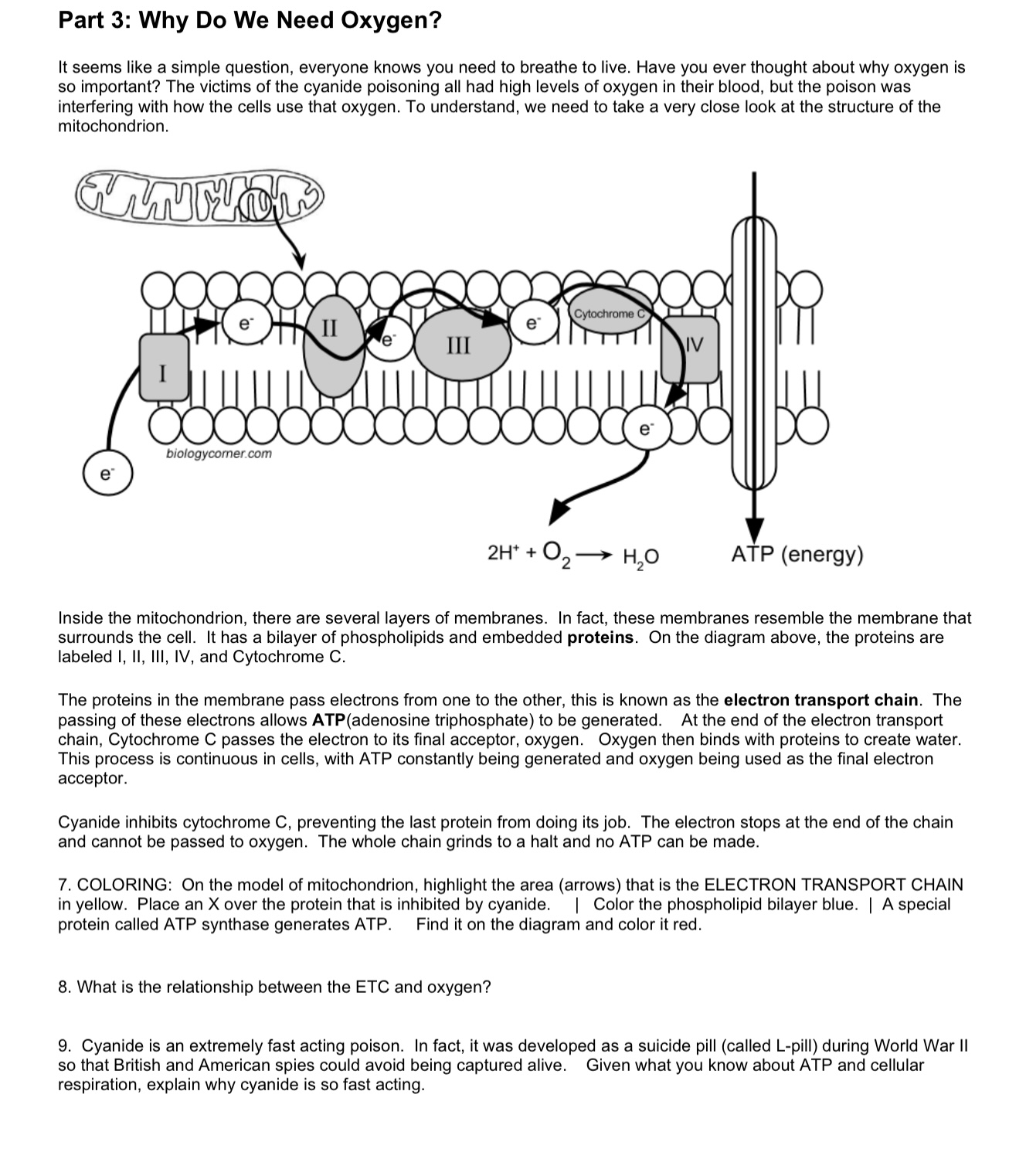 Solved Part 3: Why Do We Need Oxygen? It seems like a simple | Chegg.com