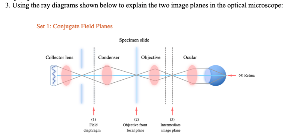 3. Using the ray diagrams shown below to explain the | Chegg.com