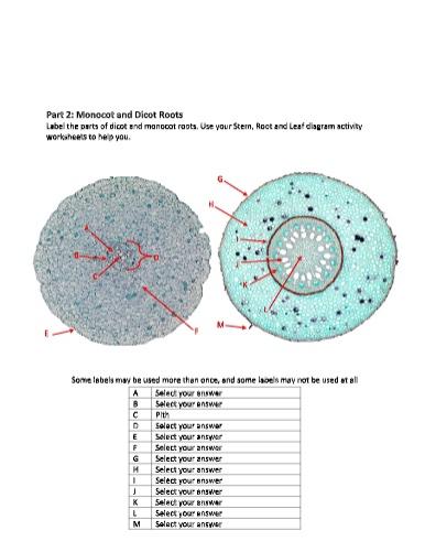 Solved Part 2: Monocot and Dicot Roots Label the parts of | Chegg.com
