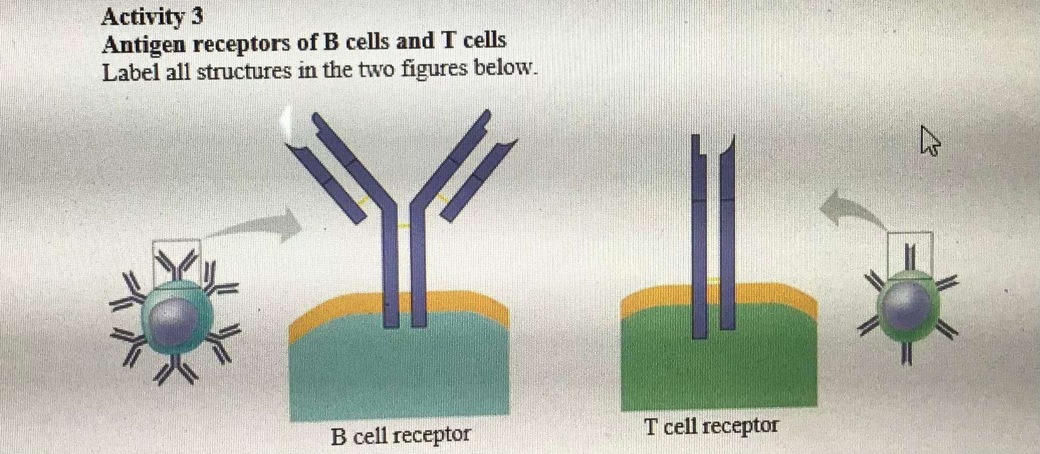 Solved Activity 3 Antigen receptors of B cells and T cells | Chegg.com