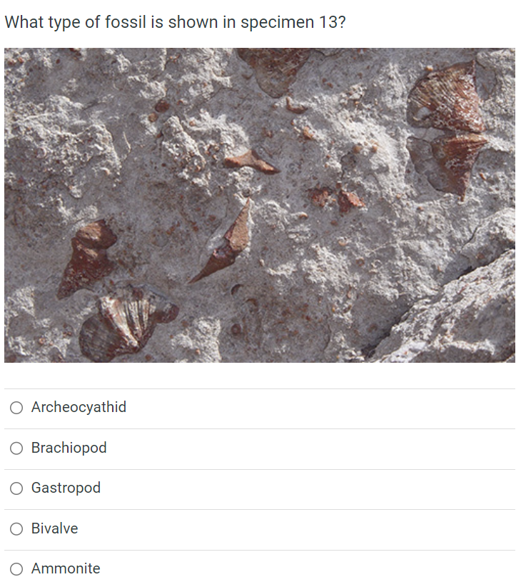 Solved What type of fossil is shown in specimen 11 ? | Chegg.com