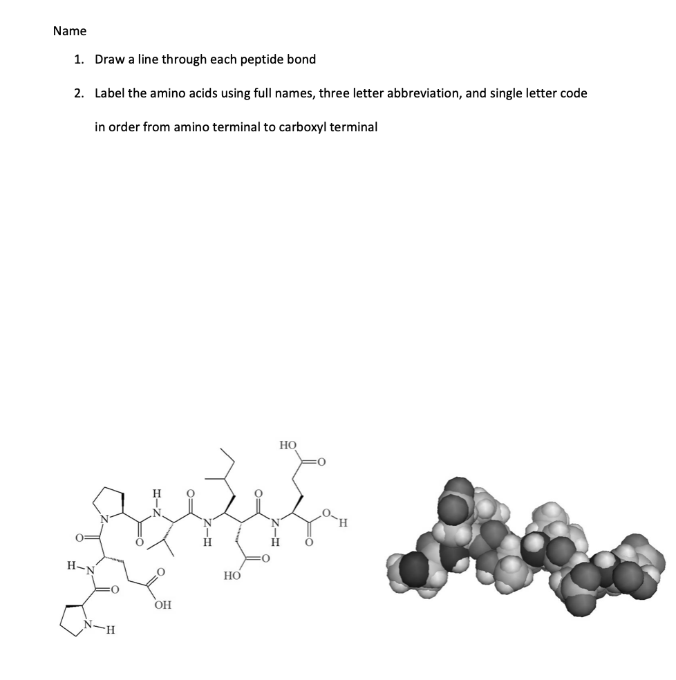 Solved Name 1. Draw a line through each peptide bond 2. | Chegg.com