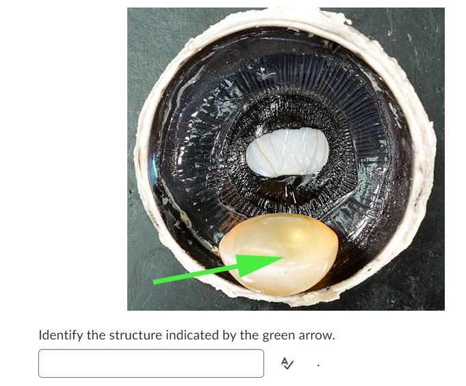 Question 6 (0.1 points) Identify the structure | Chegg.com