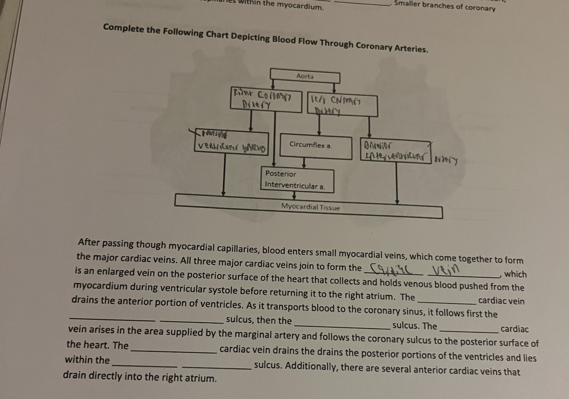 Solved Complete the Following Chart Depicting Blood Flow | Chegg.com