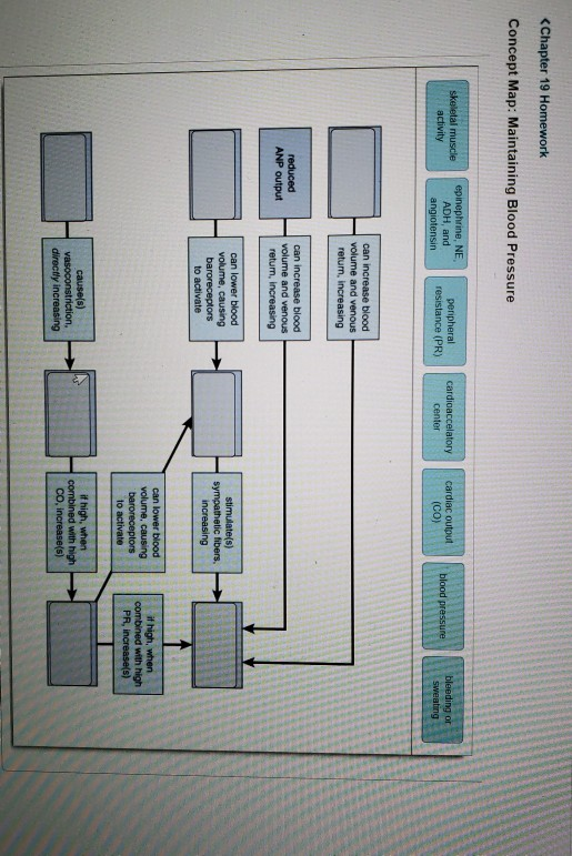 Solved Concept Map: Maintaining Blood Pressure epin NE | Chegg.com
