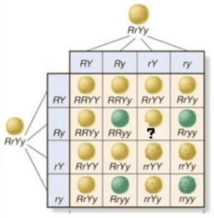 Solved WHAT GENOTYPE IS MISSING FROM THIS PUNNETT | Chegg.com