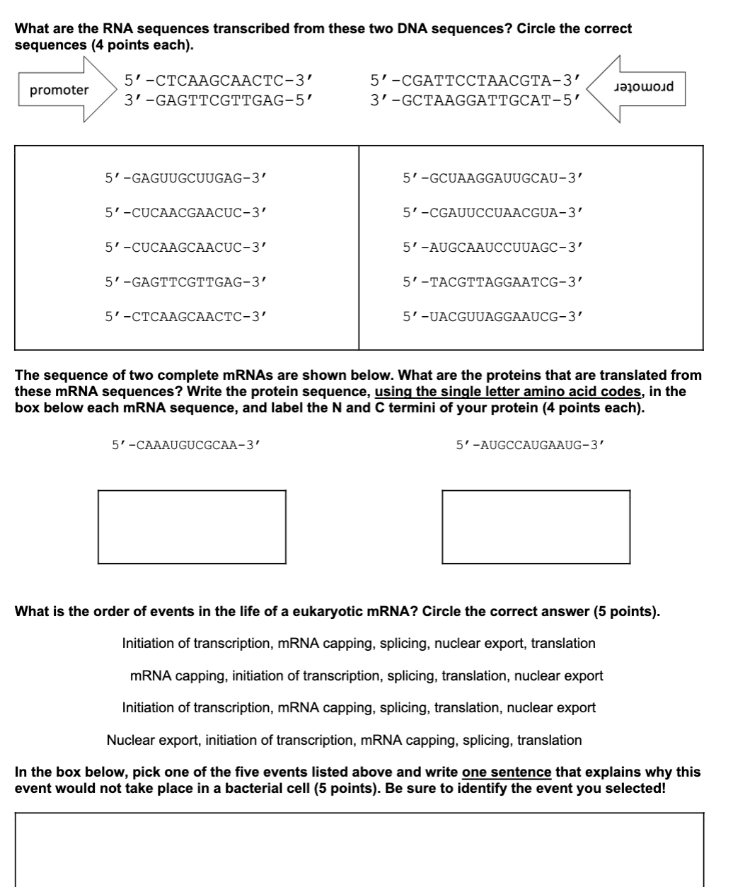 Solved What are the RNA sequences transcribed from these two | Chegg.com