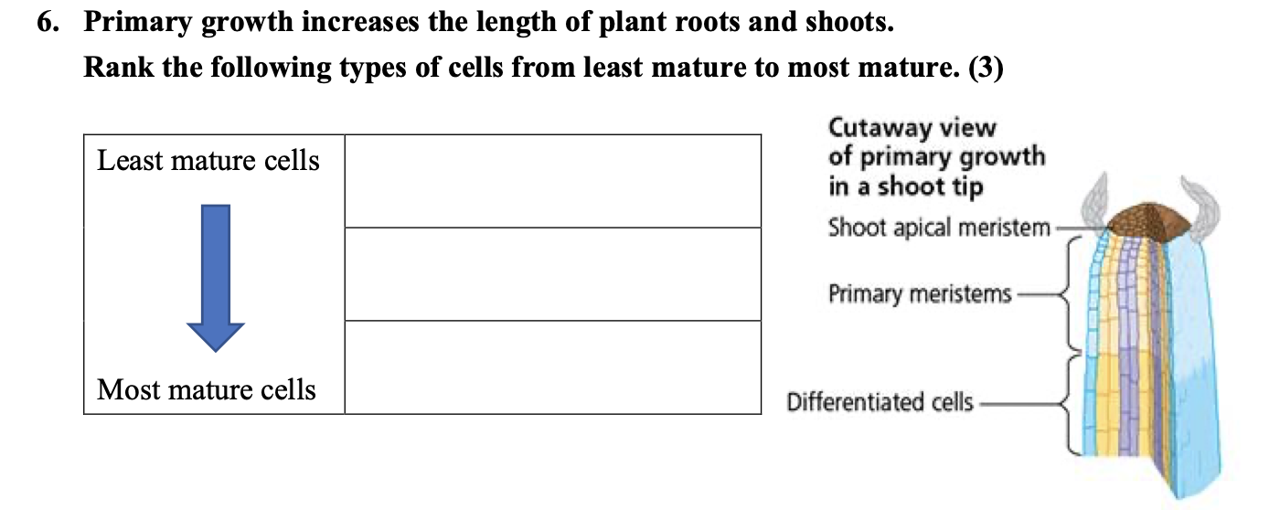 Solved 6. Primary growth increases the length of plant roots | Chegg.com