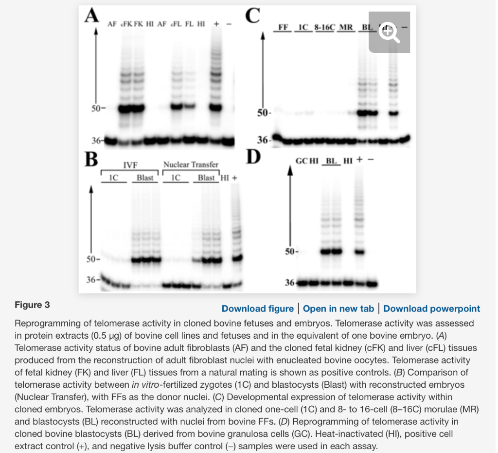 Explain the figure from the paper. (Reprogramming of | Chegg.com