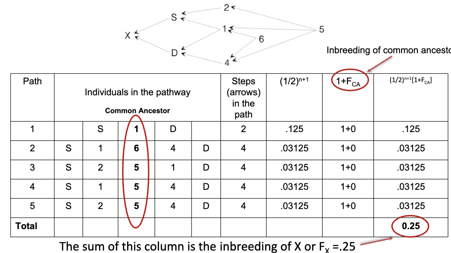 Solved Calculate the Fx (inbreeding coefficient) using the | Chegg.com