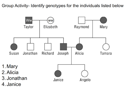 Solved Group Activity- Identify genotypes for the | Chegg.com