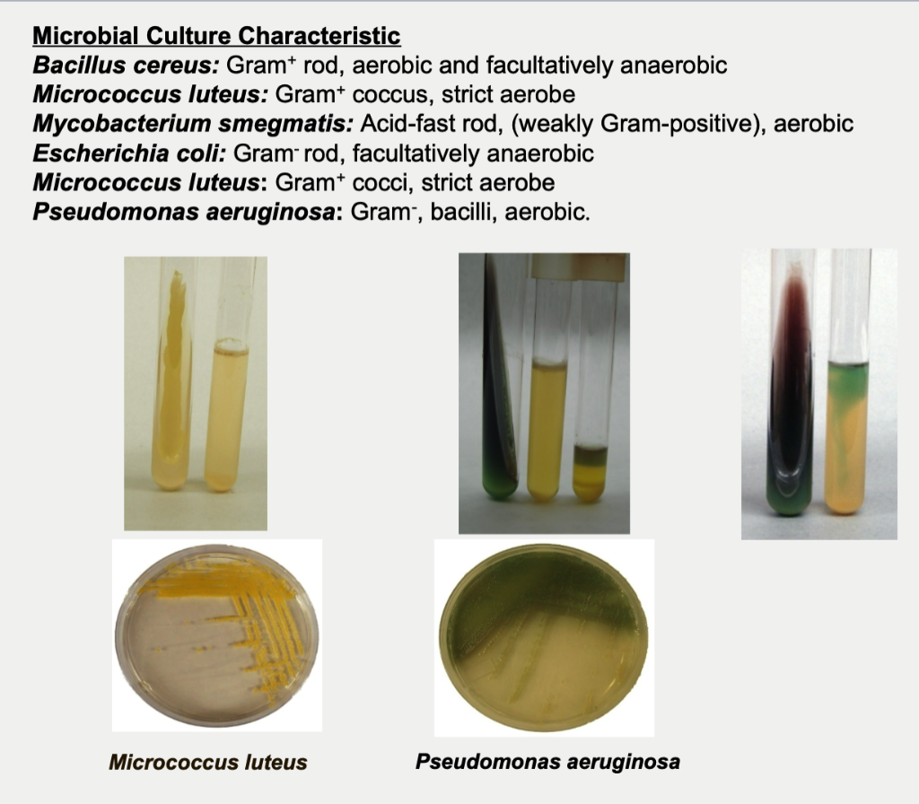 Solved CULTURAL CHARACTERISTICS OF E. COLI, BACILLUS CEREUS | Chegg.com