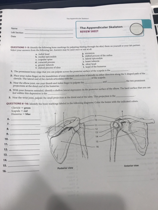 Solved The Appendicular Skeleton Name Lab Section Date ugh | Chegg.com Solved The Appendicular Skeleton Name Lab Section Date ugh | Chegg.com