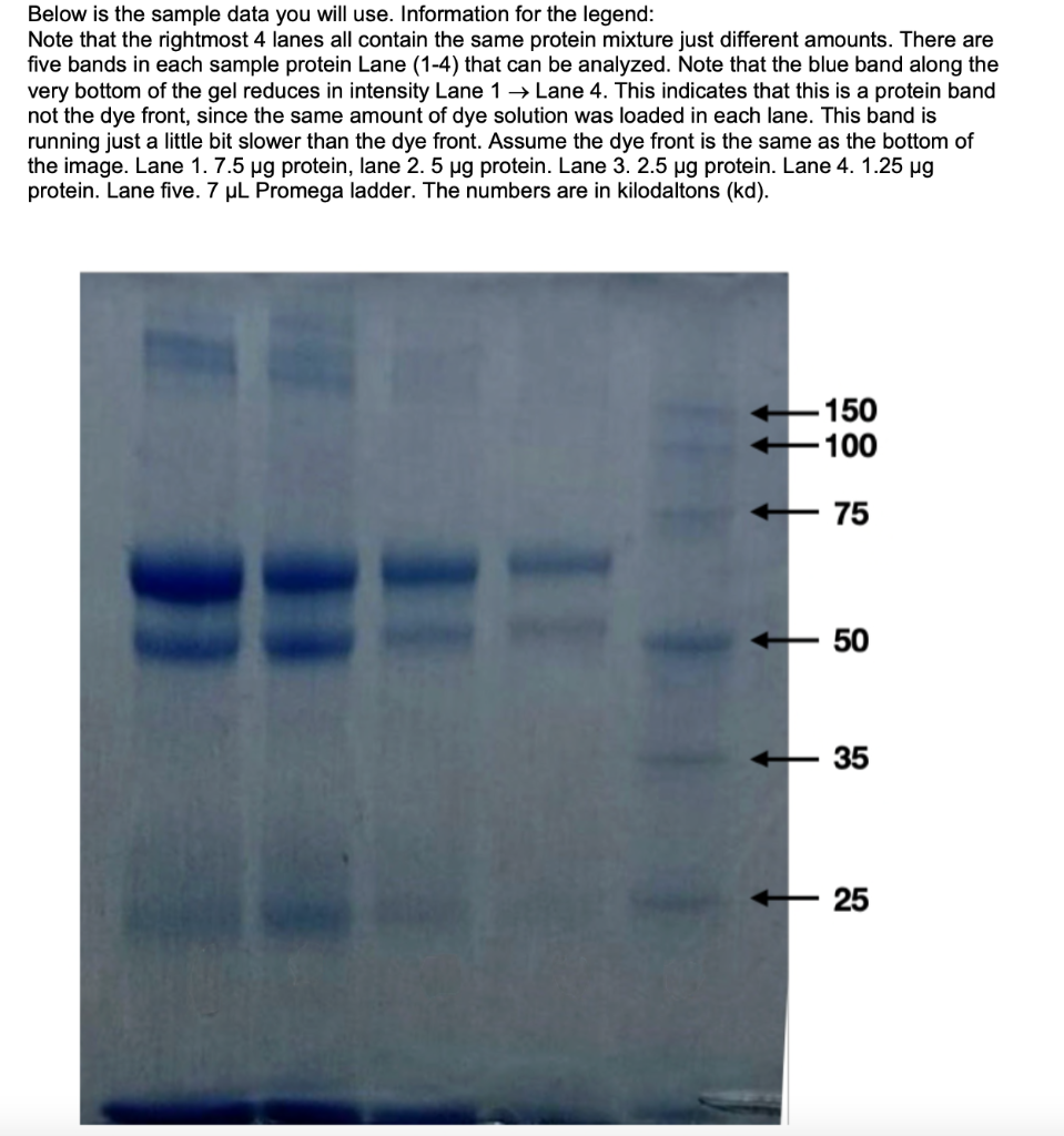 Solved Construct a figure using your picture of your gel. | Chegg.com