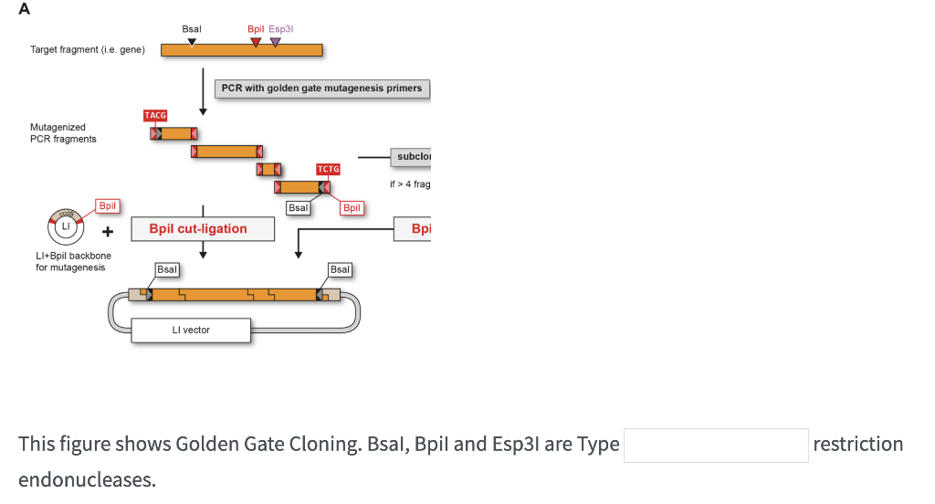 Solved А Bsal Bpil Esp3 Target fragment (i.e. gene) PCR with | Chegg.com