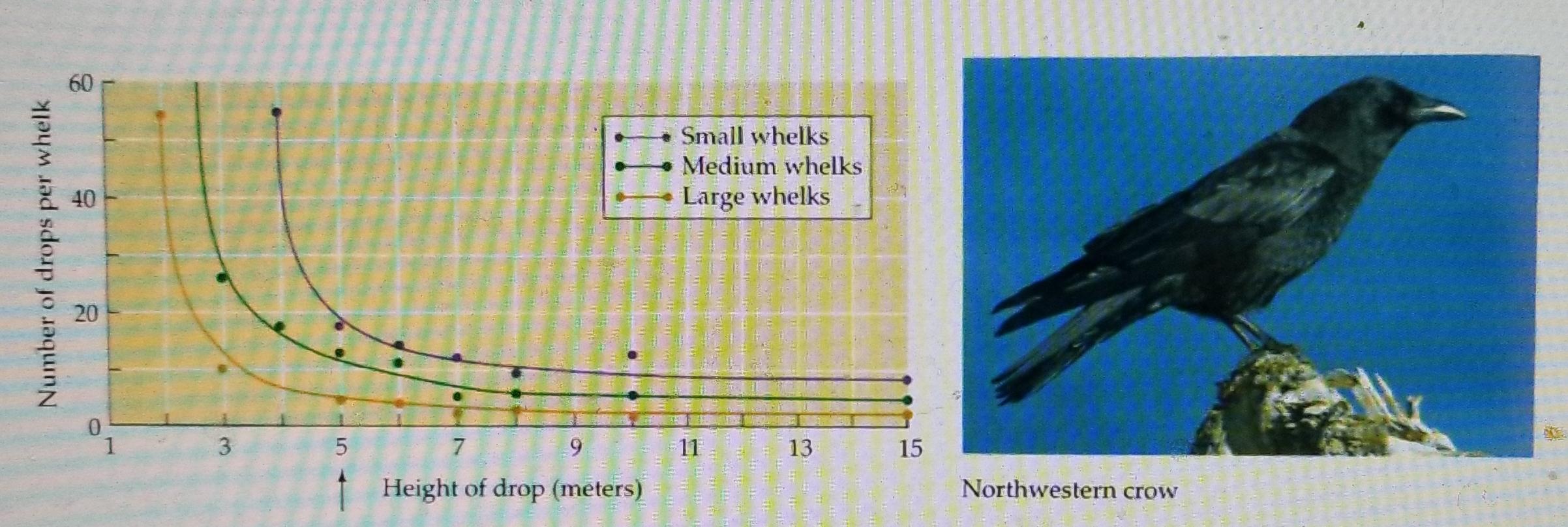 Solved 1. Crows tend to eat whelks that are dropped from a | Chegg.com