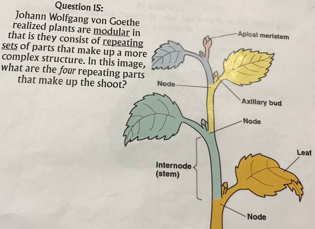 Solved Question 15: Johann Wolfgang von Goethe realized | Chegg.com