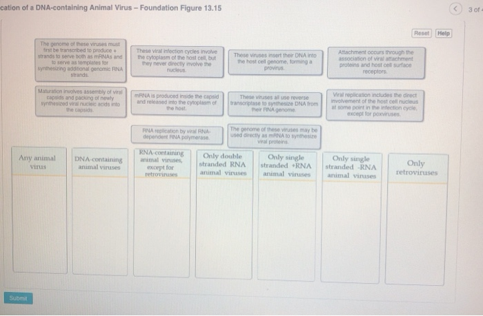 Solved cation of a DNA-containing Animal Virus- Foundation | Chegg.com