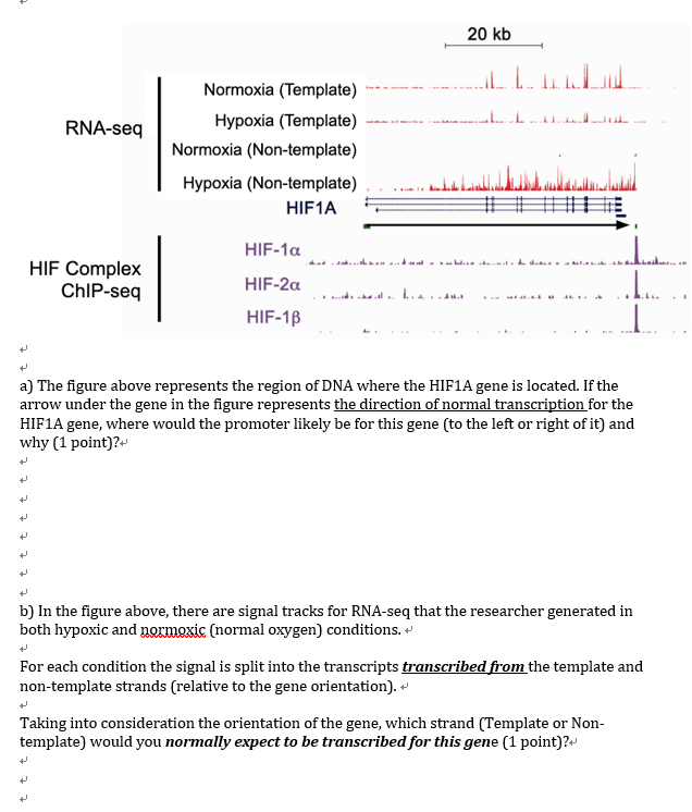 Solved The HIF1A gene encodes for the HIF-1a protein, which | Chegg.com