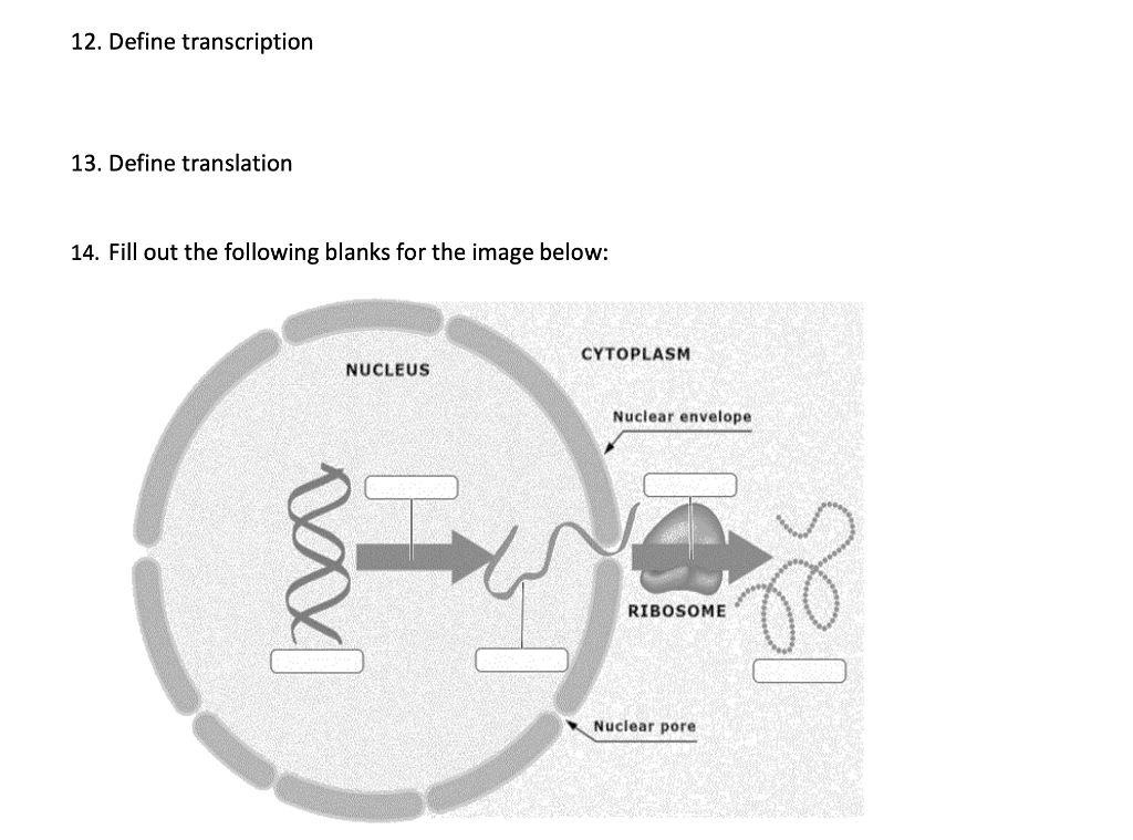 Solved 12. Define transcription 13. Define translation 14. | Chegg.com