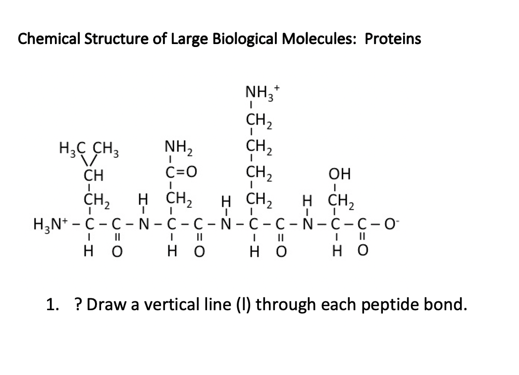 Solved Chemical Structure of Large Biological Molecules: | Chegg.com