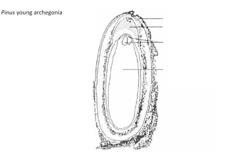 Solved Pinus young archegonia | Chegg.com
