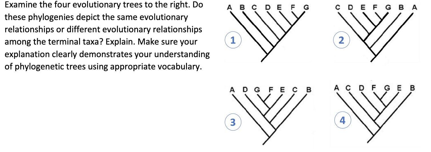Solved Examine the four evolutionary trees to the right. Do | Chegg.com