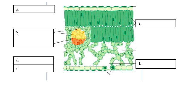 Solved Labeling the following diagram of a vascular plant | Chegg.com
