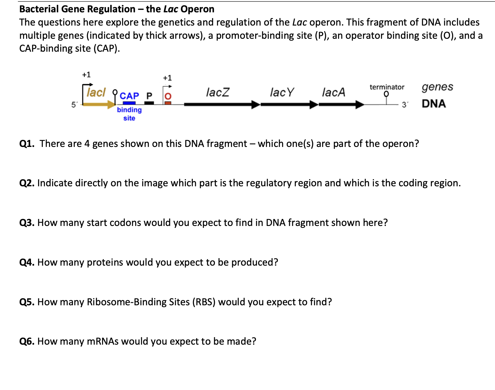Solved Bacterial Gene Regulation - ﻿the Lac OperonThe | Chegg.com