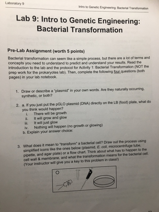 Solved Laboratory9 ntro to Genetic Engineering: Bacterial | Chegg.com