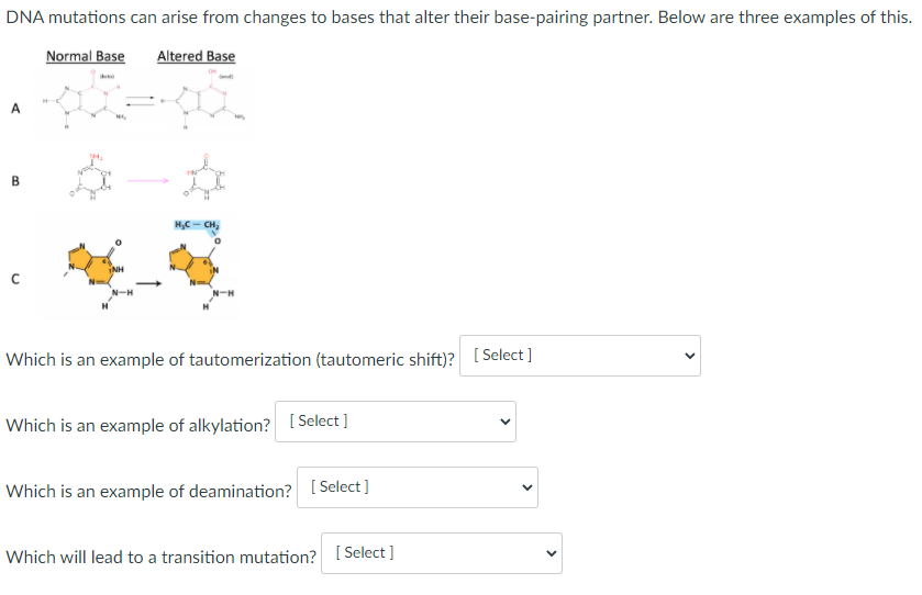 Solved DNA mutations can arise from changes to bases that | Chegg.com