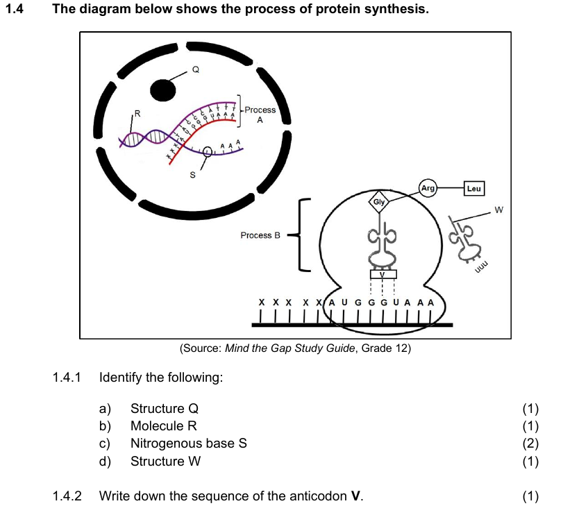 Solved 1.4 The diagram below shows the process of protein | Chegg.com
