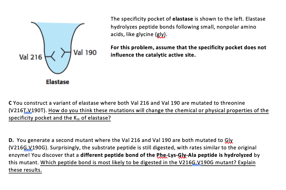 Solved The specificity pocket of elastase is shown to the | Chegg.com