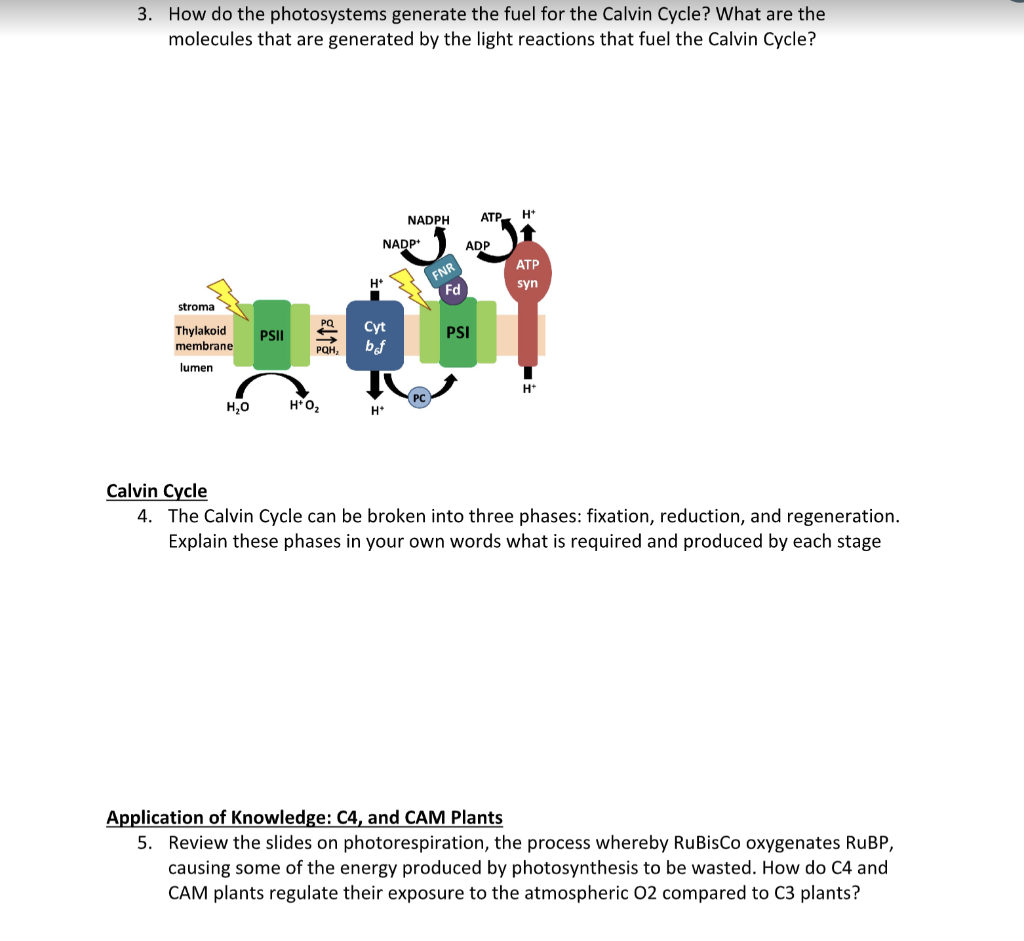 Solved Photosynthesis The following worksheet is designed to | Chegg.com
