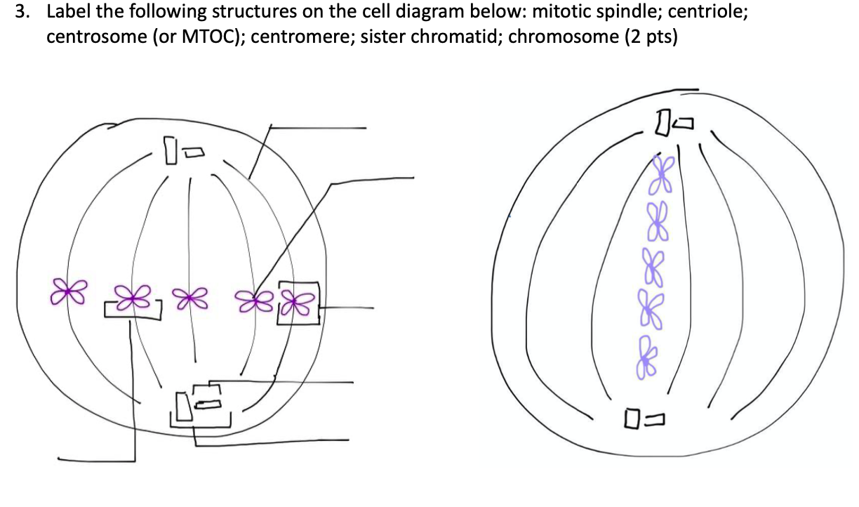 Solved 3. Label the following structures on the cell diagram | Chegg.com