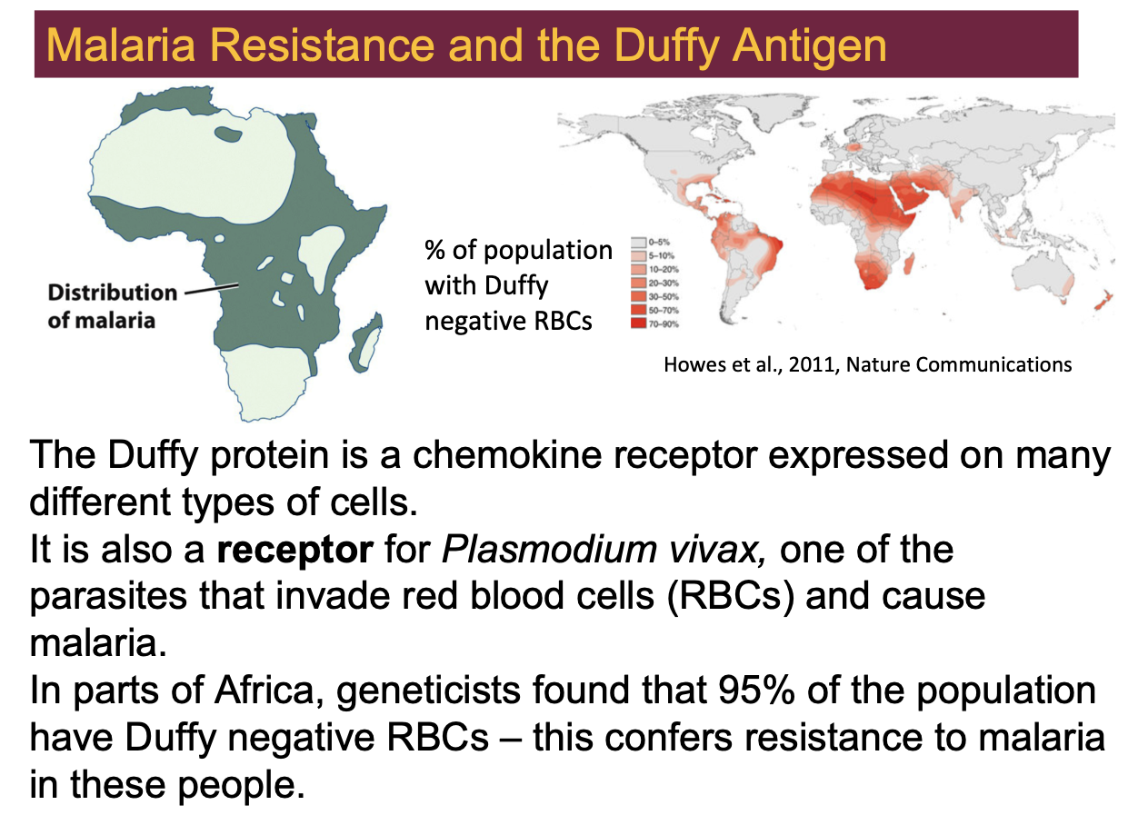 Solved Malaria Resistance and the Duffy Antigen Distribution | Chegg.com