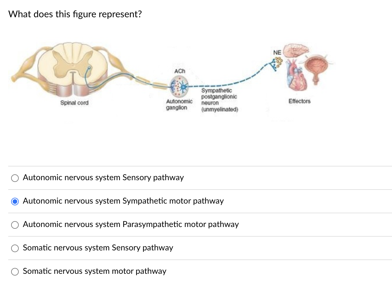 Solved What does this figure represent?Autonomic nervous | Chegg.com