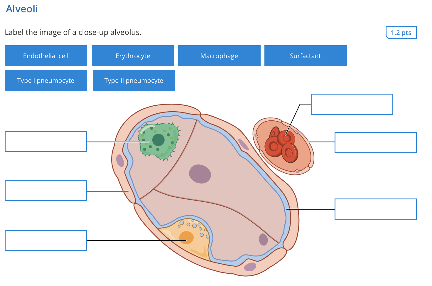 Solved Alveoli Label the image of a close-up alveolus. 1.2 | Chegg.com