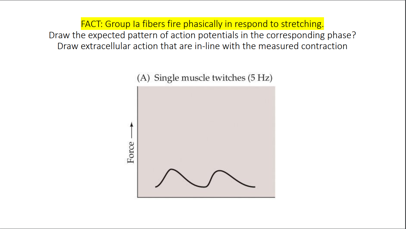FACT: Group la fibers fire phasically in respond to | Chegg.com