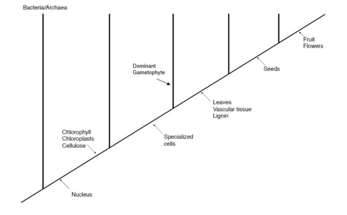 Solved \begin{tabular}{|c|c|c|} \hline Moss-antheridium & | Chegg.com
